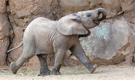 The Ultimate Synthesis of Advaita & Dvaita – achintya bheda abheda ...